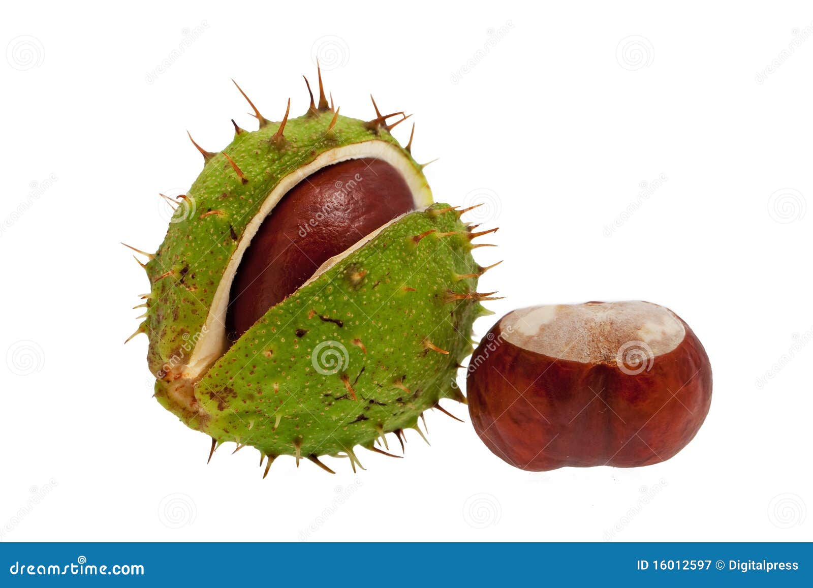 Chestnut stock image. Image of wood, food, nature, september - 16012597