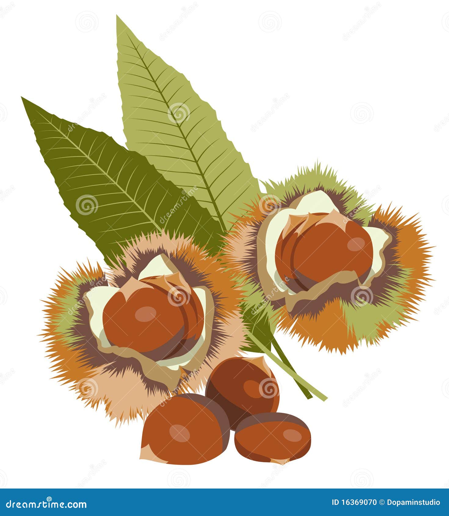 Chestnut stock vector. Illustration of icon, gourmet - 16369070