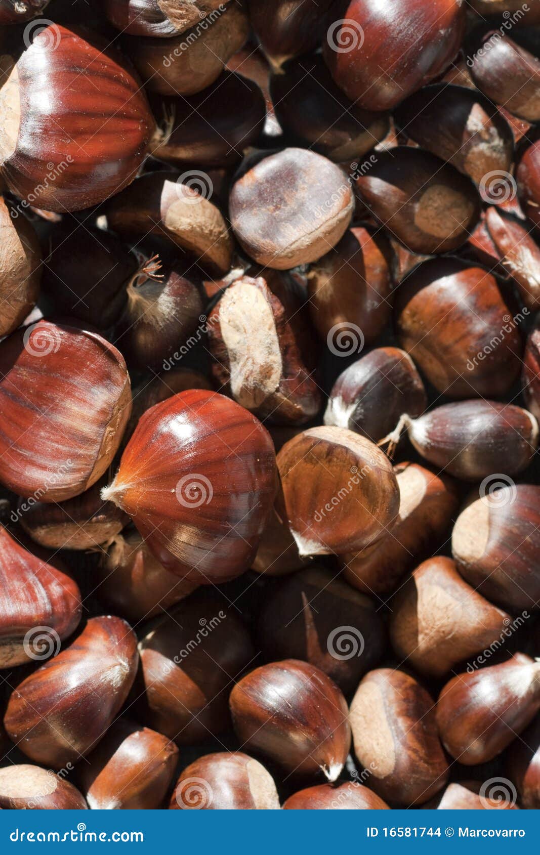 Chestnut stock photo. Image of shiny, chestnut, closeup - 16581744