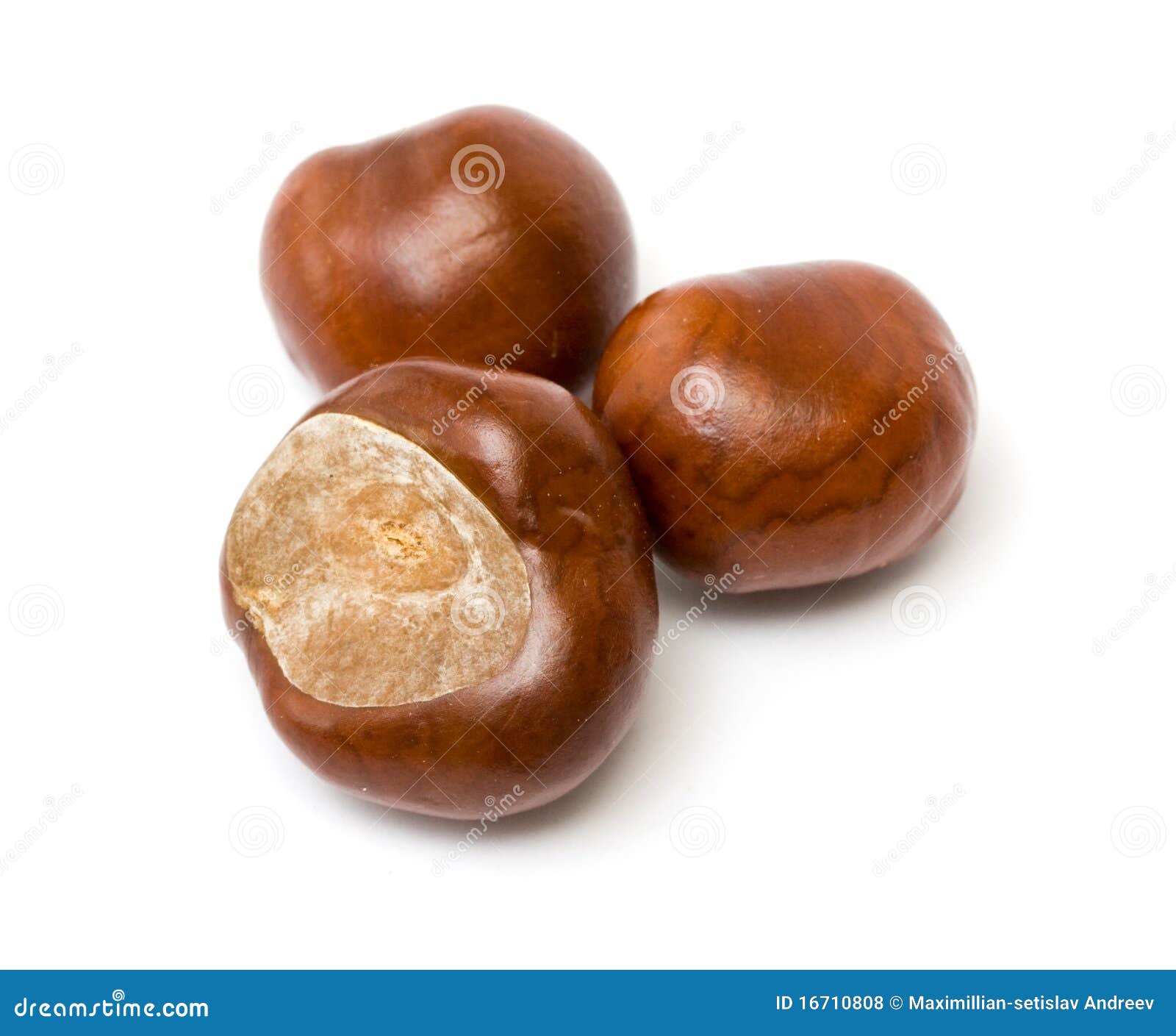 Chestnut stock photo. Image of chestnut, background, environment - 16710808