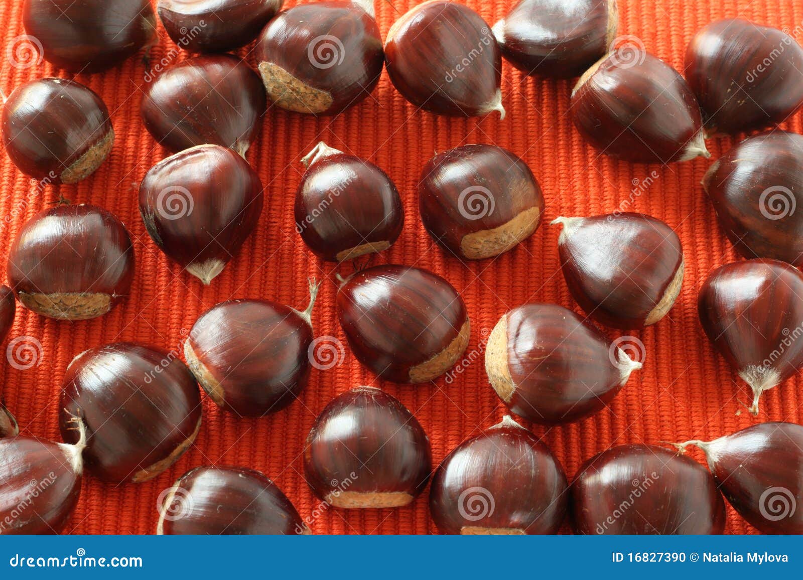 Chestnut stock photo. Image of season, organic, ingredient - 16827390