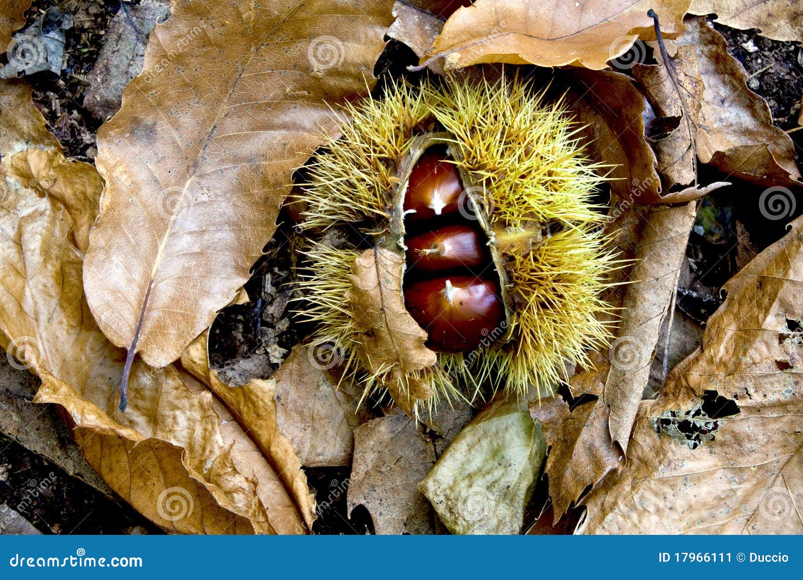 Chestnut stock image. Image of chestnut, ingredients - 17966111