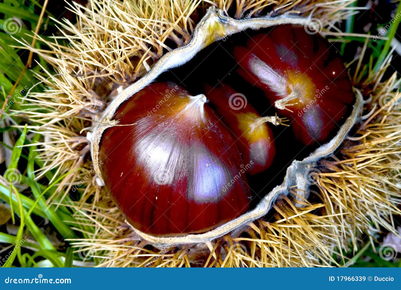 Chestnut stock image. Image of open, natural, shell, product - 17966339