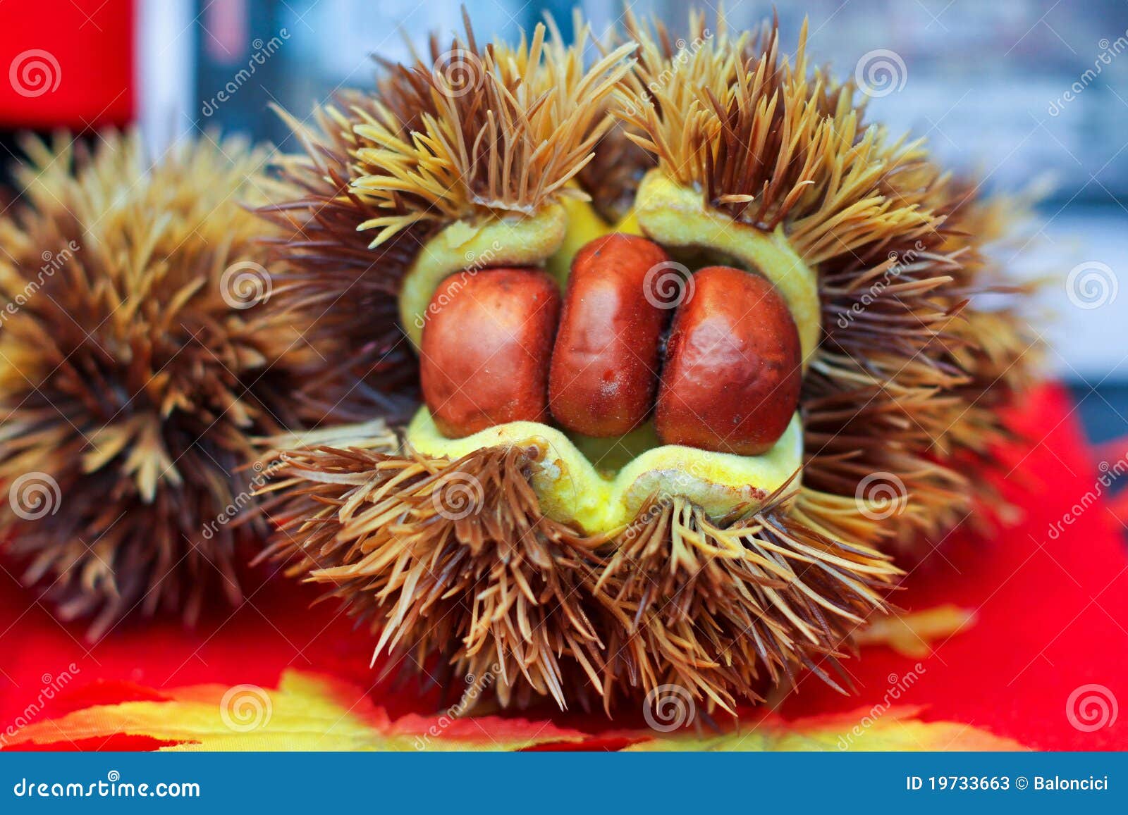 Chestnut stock image. Image of inside, tree, food, chestnut - 19733663