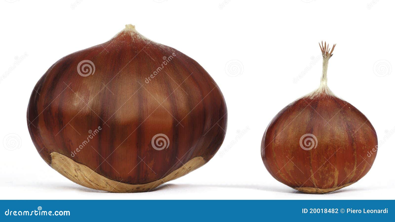 Chestnut stock photo. Image of achene, pericarp, food - 20018482
