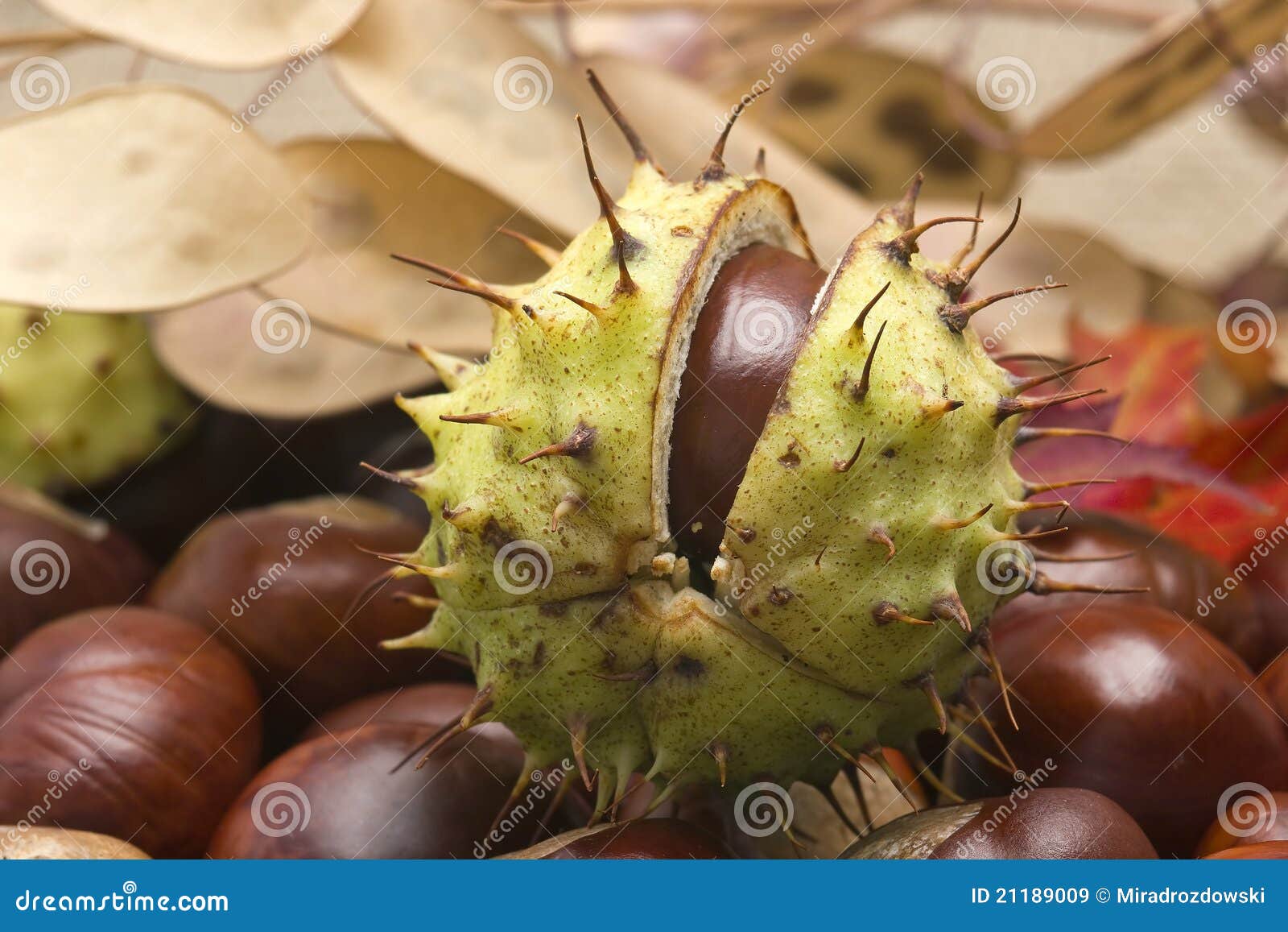 Chestnut stock image. Image of decoration, nature, plant - 21189009
