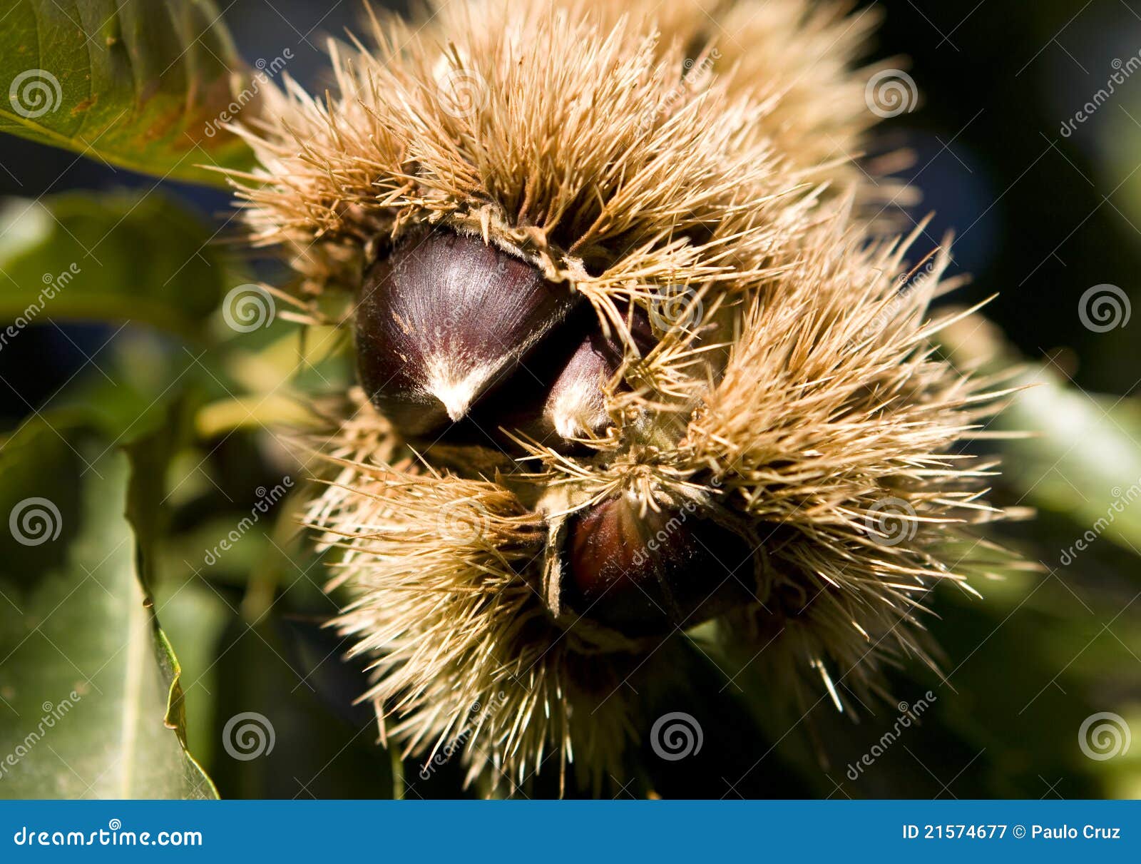 Chestnut stock image. Image of green, color, chestnut - 21574677