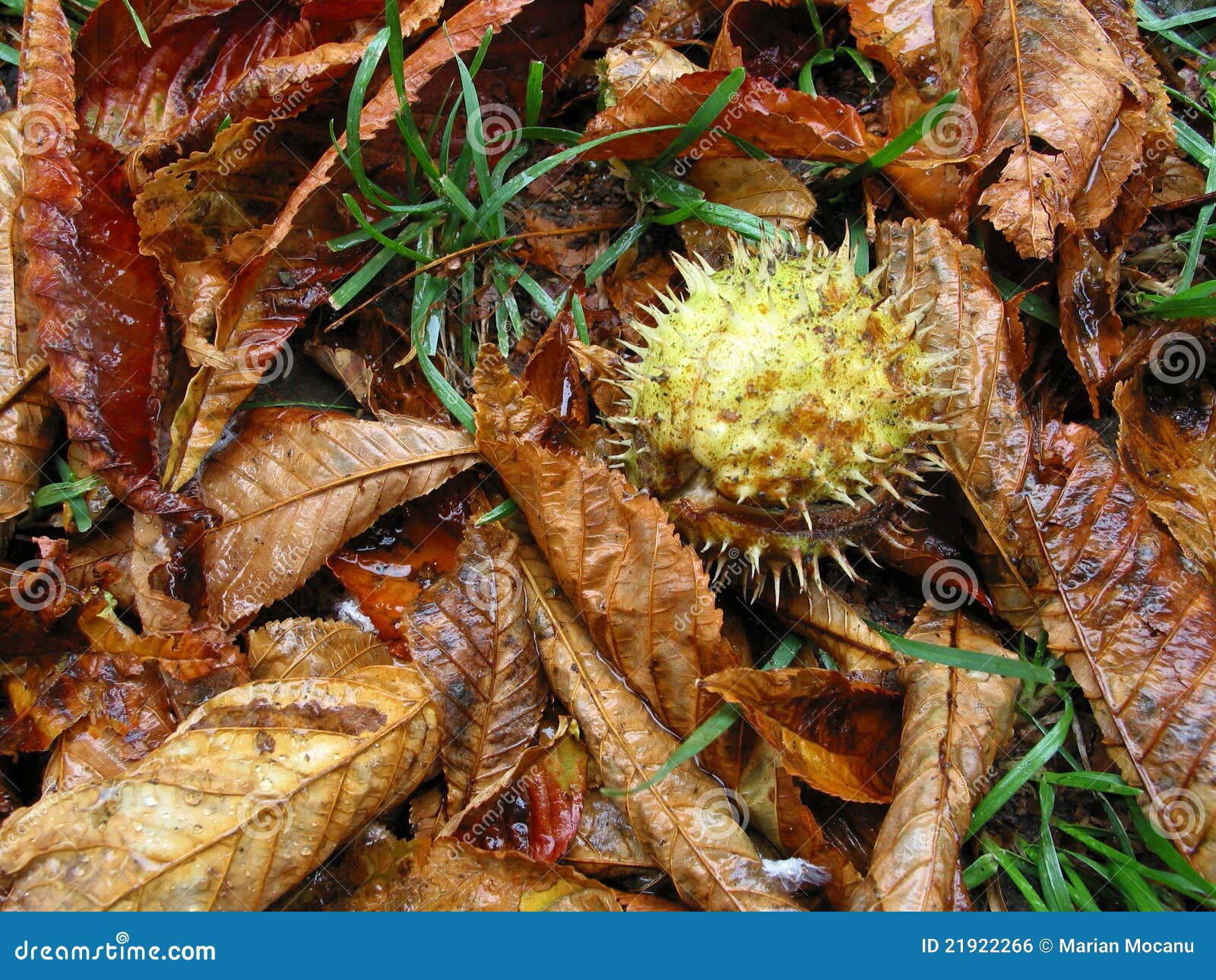 Chestnut stock photo. Image of chestnut, golden, chestnuts - 21922266