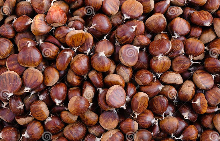 Chestnut stock photo. Image of shell, chestnut, castanea - 23191826