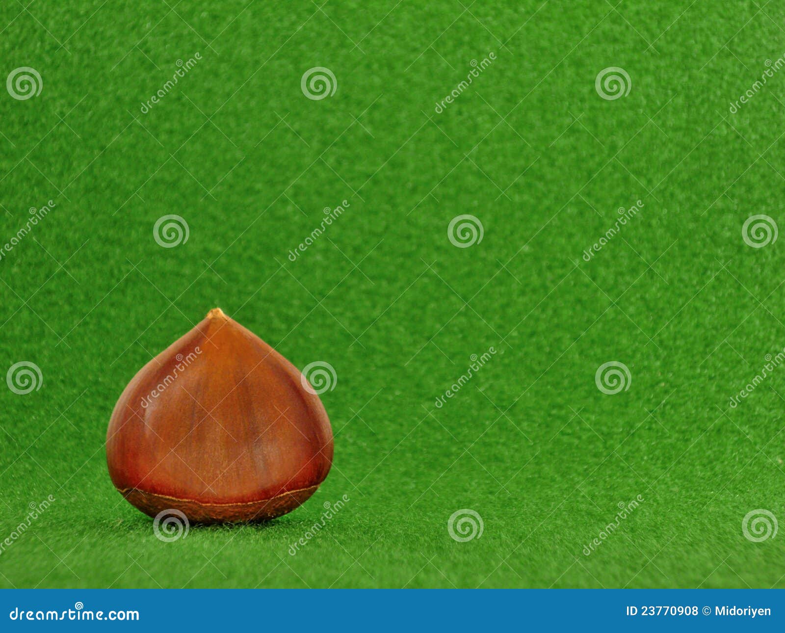 Chestnut stock photo. Image of fruit, hard, green, brown - 23770908