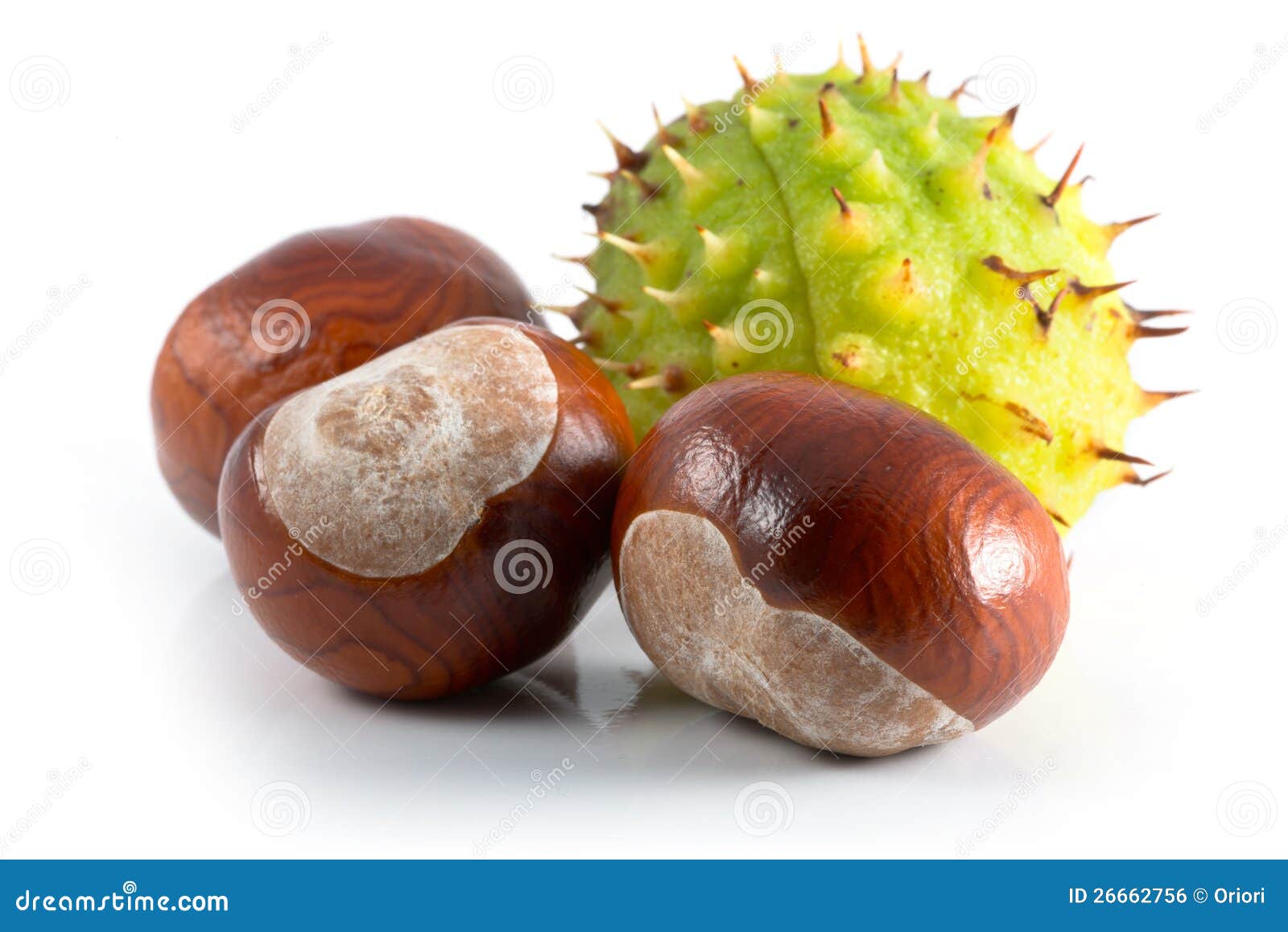Chestnut stock photo. Image of tasty, macro, skin, shell - 26662756