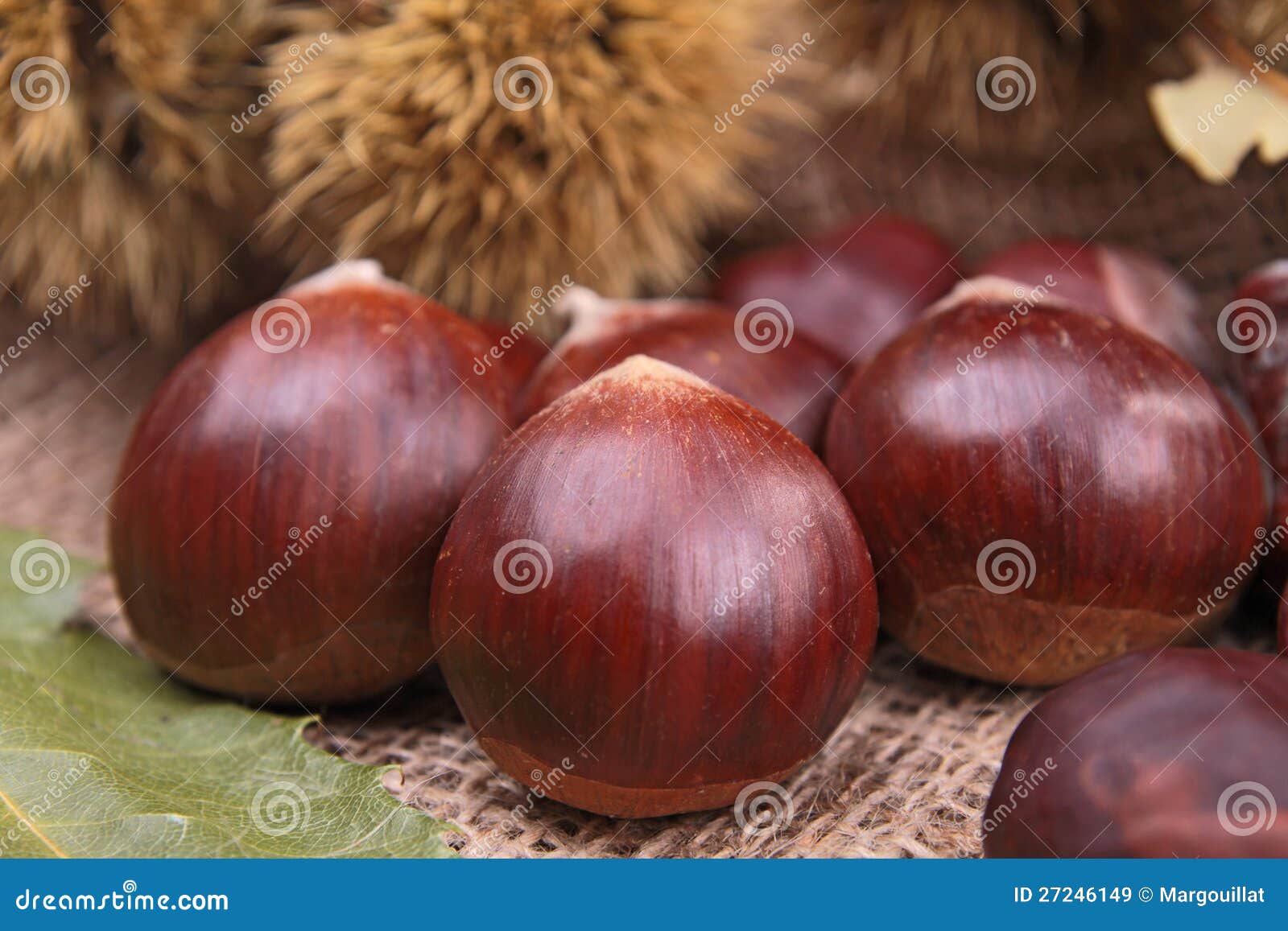 Chestnut stock image. Image of chestnut, maroni, shell - 27246149