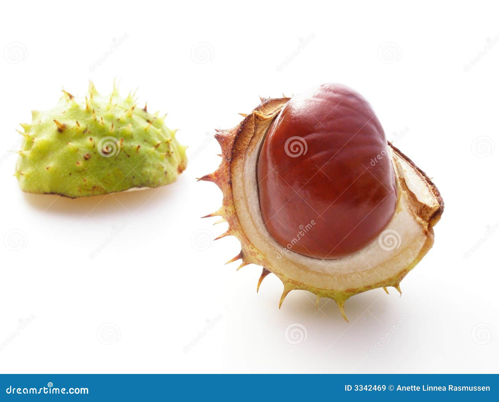 Chestnut stock image. Image of botanic, divided, spike - 3342469