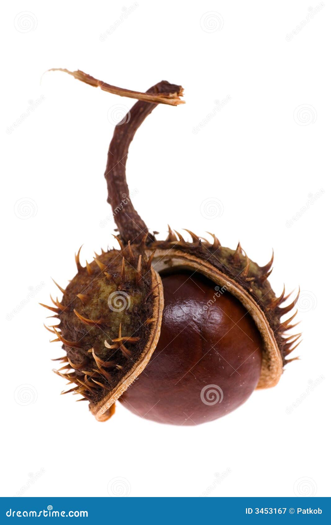 Chestnut stock image. Image of full, calm, christmas, chestnuts - 3453167