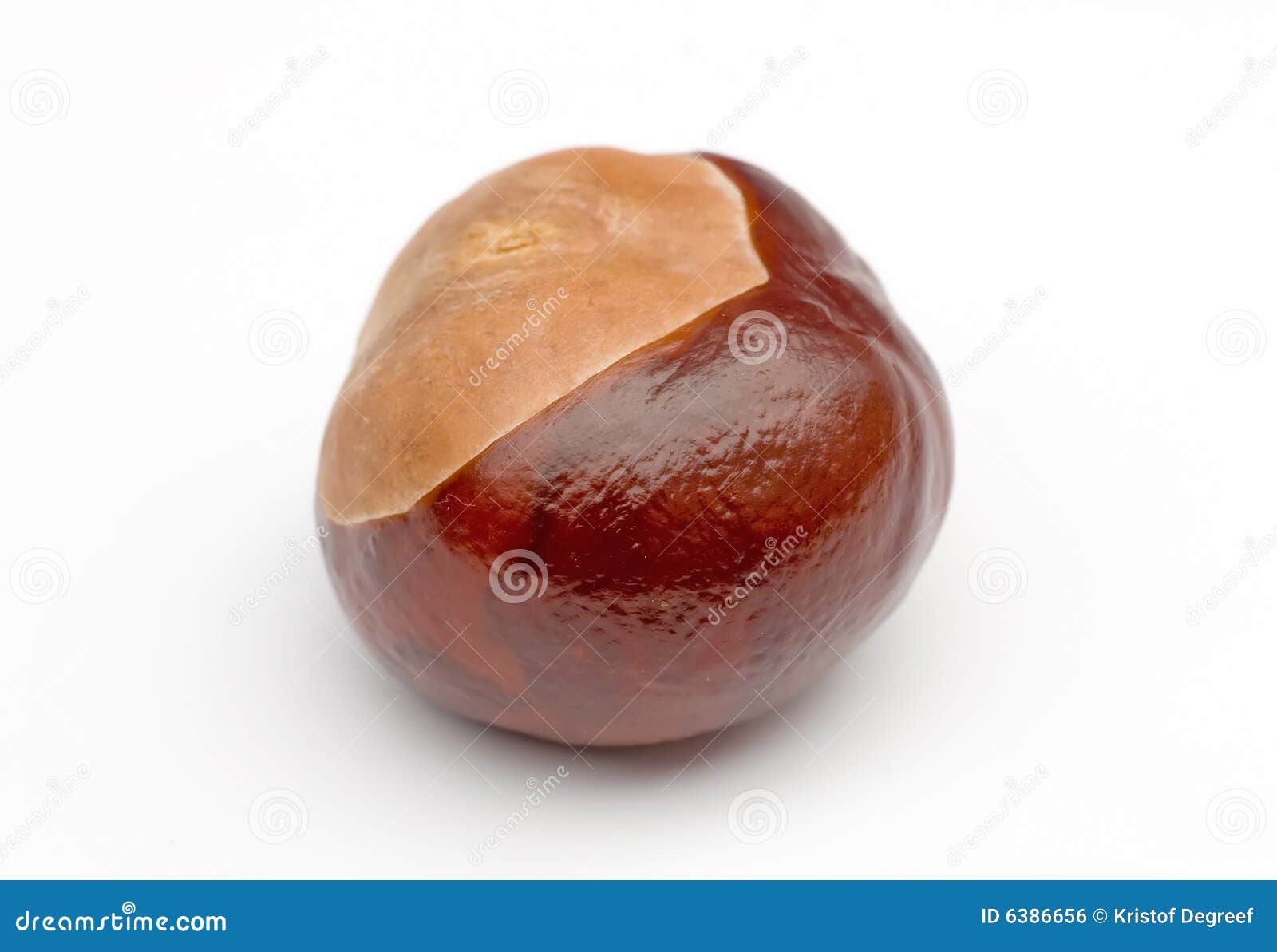 Chestnut stock photo. Image of glow, polished, plant, seasonal - 6386656