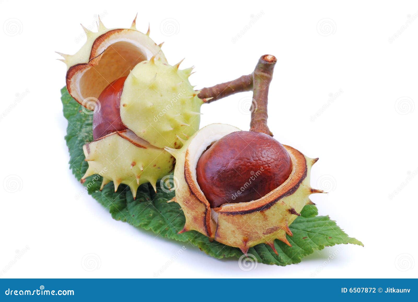 Chestnut stock photo. Image of spike, hippocastanum, chestnut - 6507872