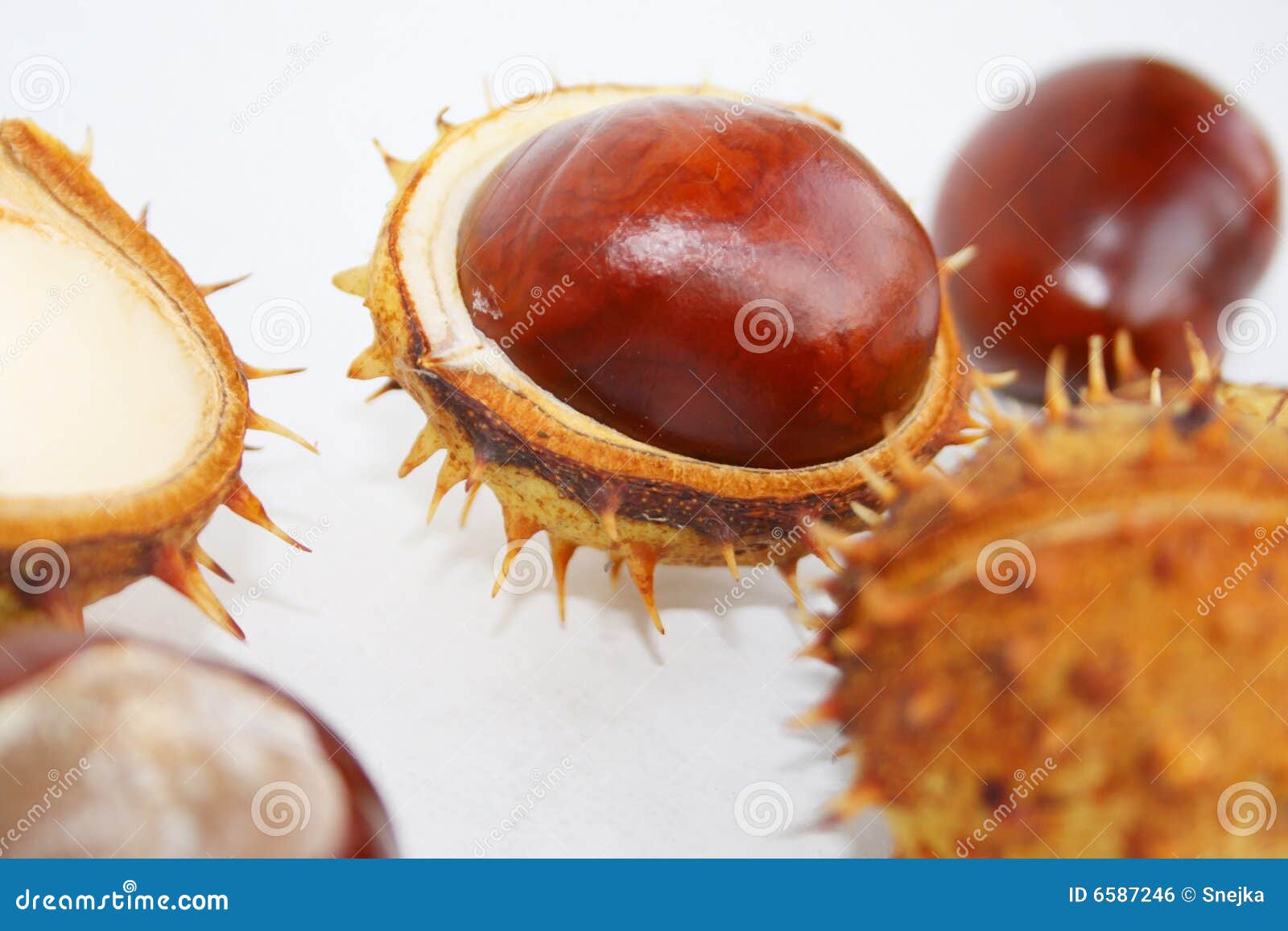 Chestnut stock photo. Image of chestnut, round, shiny - 6587246