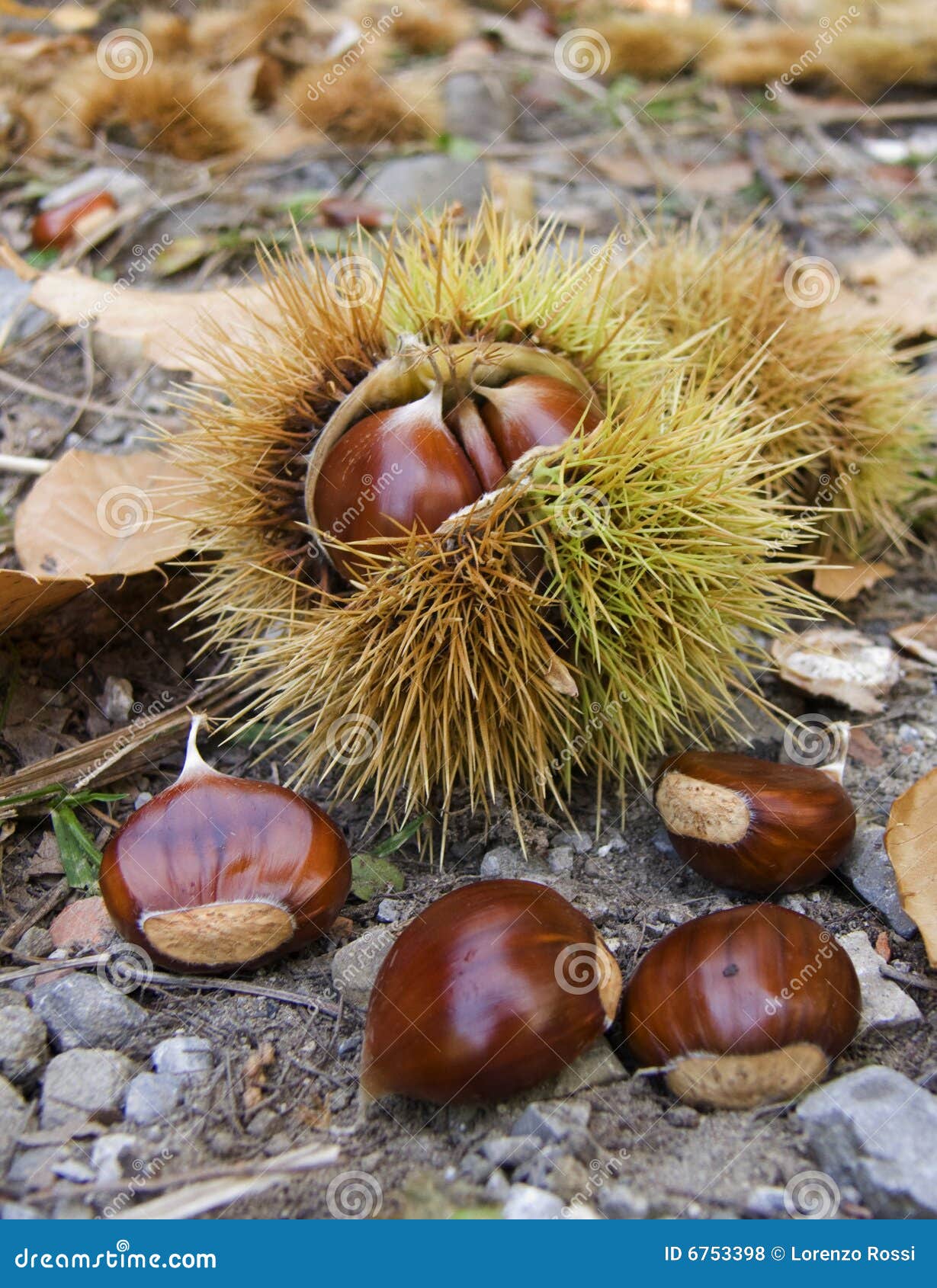Chestnut stock photo. Image of fresh, outdoors, season - 6753398