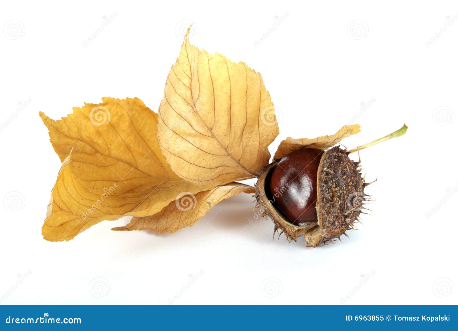Chestnut stock image. Image of nature, season, november - 6963855