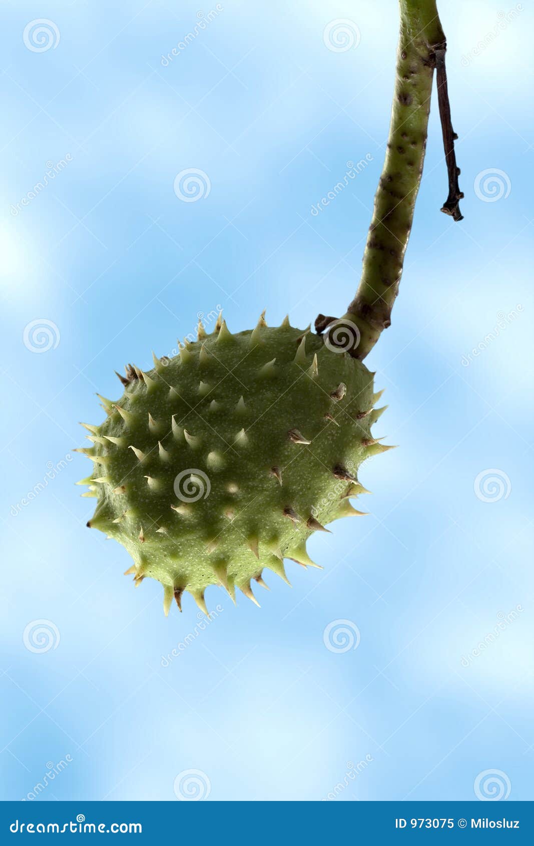 548 Horn Chestnut Stock Photos - Free & Royalty-Free Stock Photos from ...