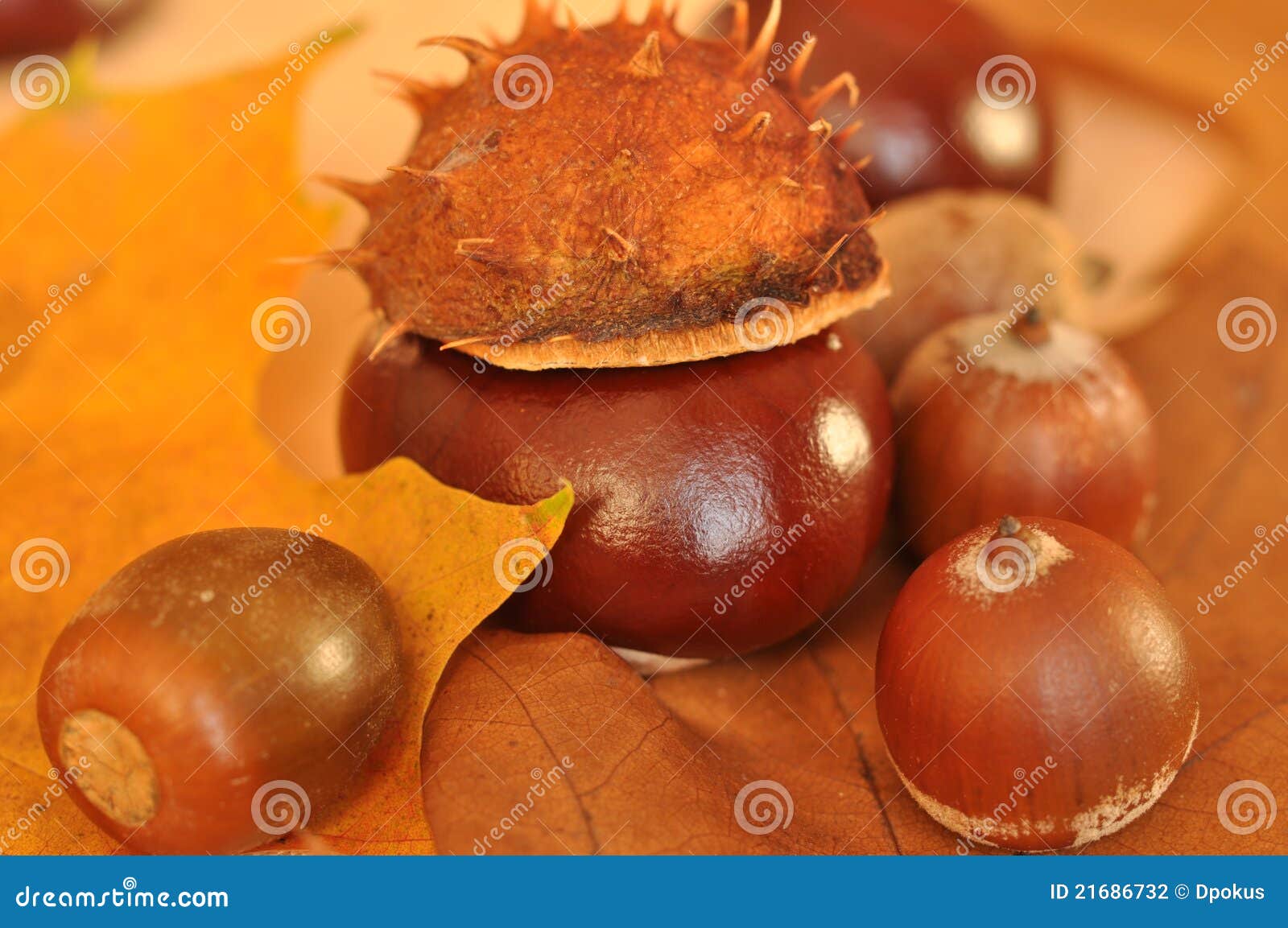 Chestnut and acorns stock photo. Image of chestnut, basket - 21686732