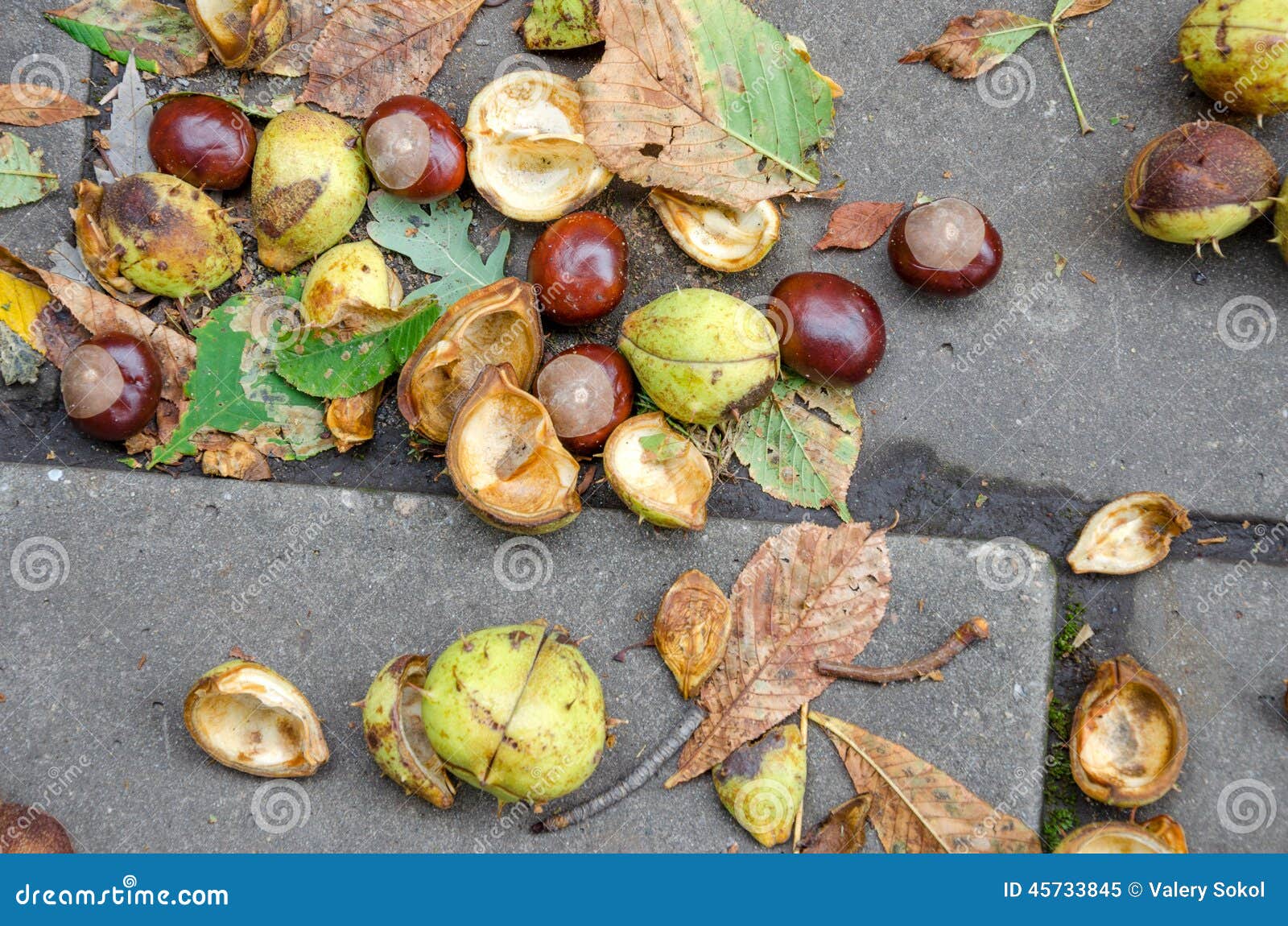 The Chestnut Acorns Falling To the Ground. Stock Image - Image of leaf ...