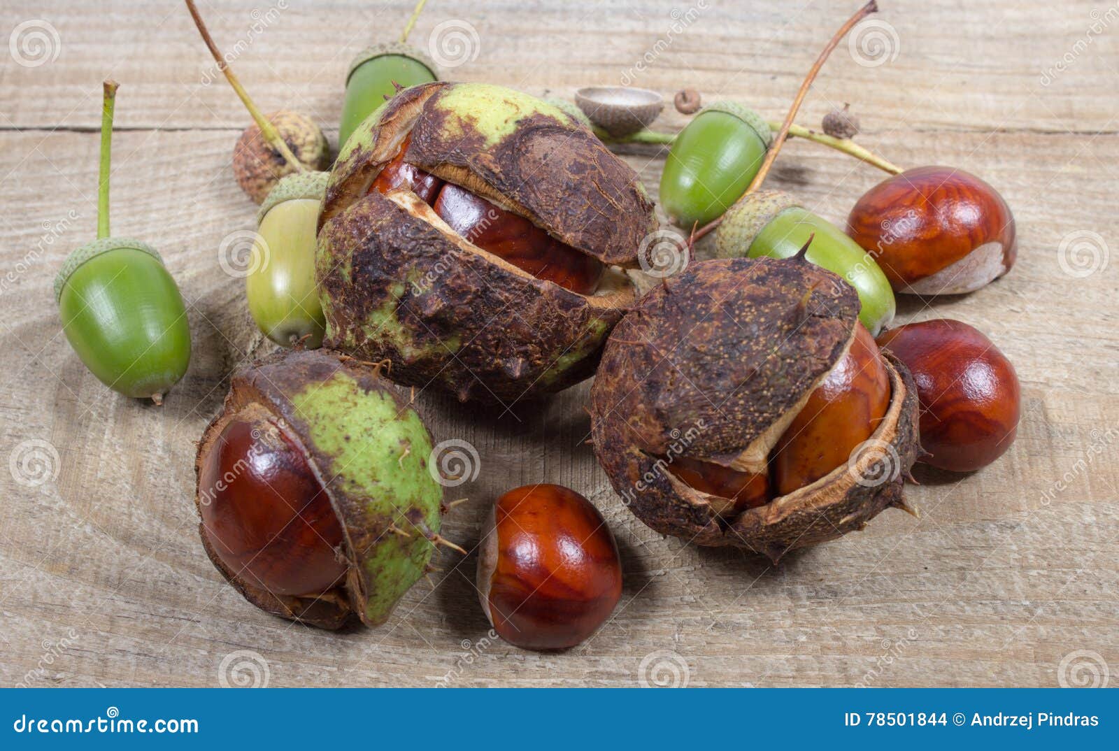 Chestnut and Acorns on a Wooden Table Stock Photo - Image of natural ...