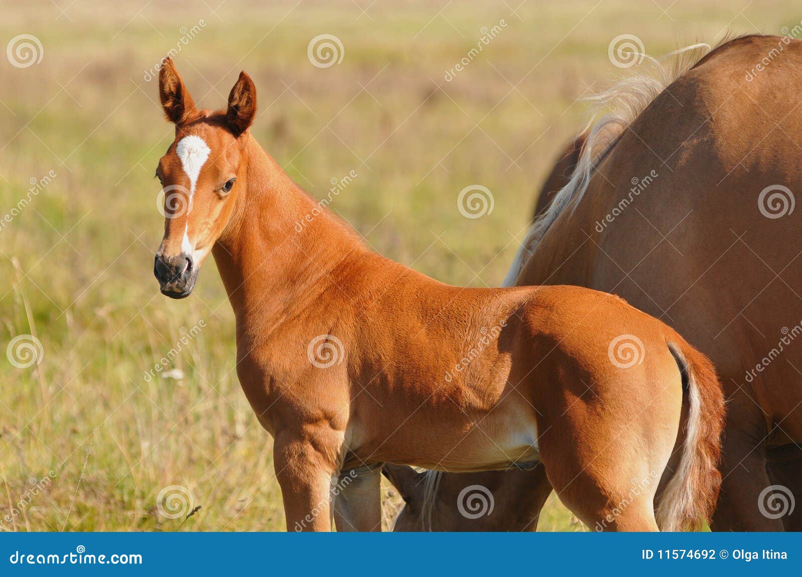 Akhal Teke Chestnut