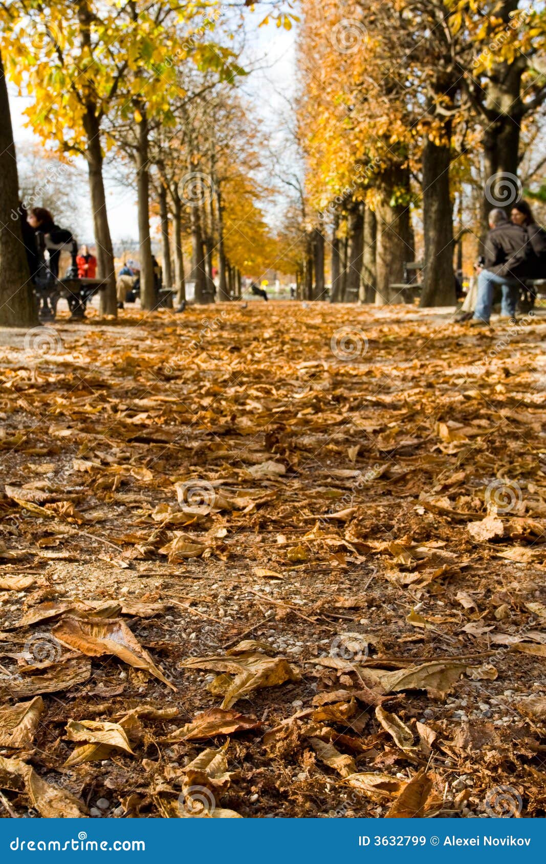 A Chestnut Alley, Autumn in Paris Stock Image - Image of yellow, ground ...
