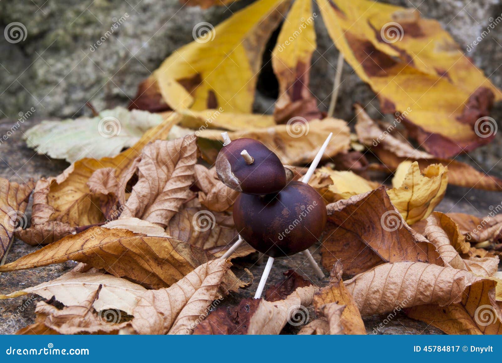Chestnut animal stock image. Image of high, fall, battle - 45784817