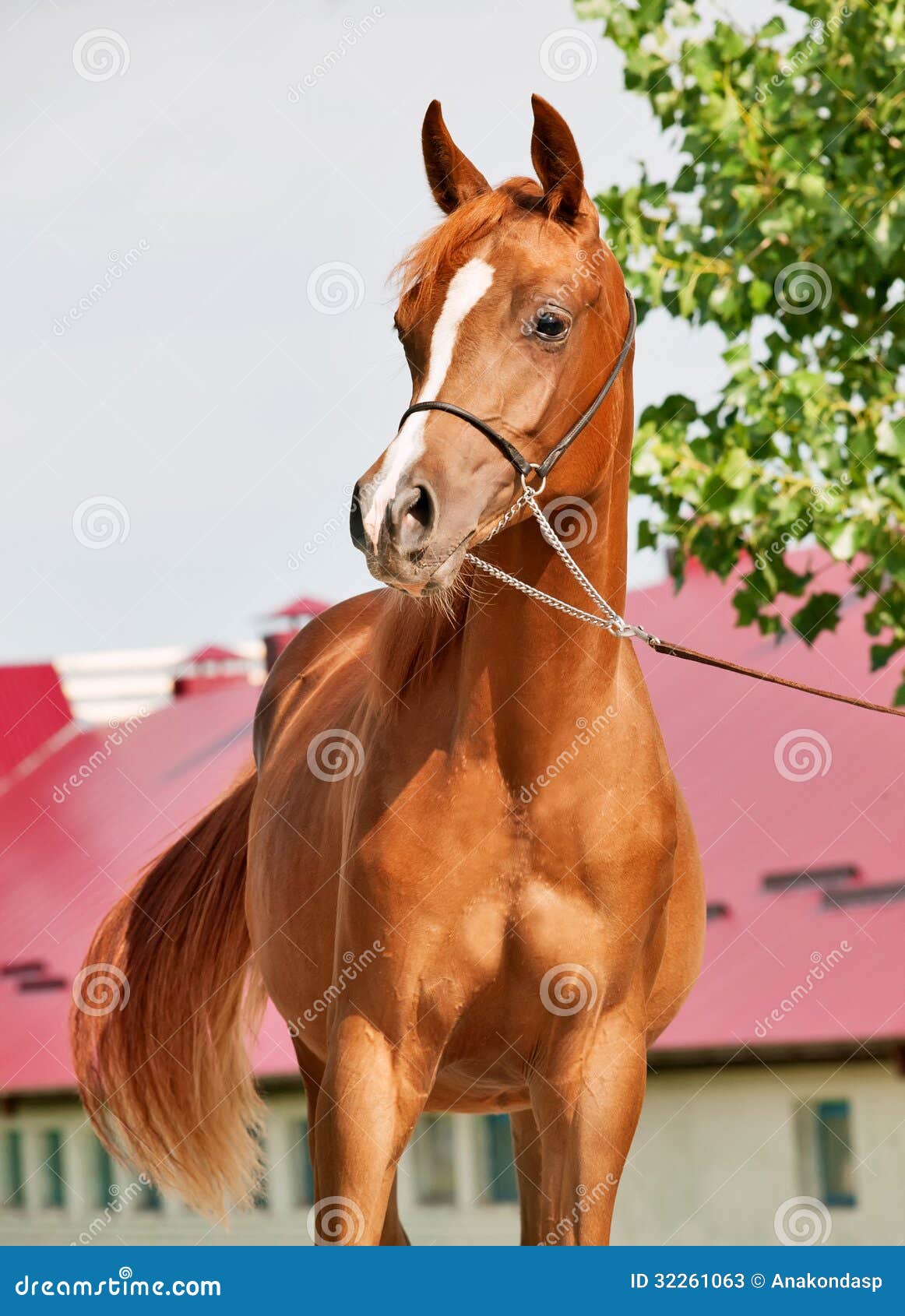 Chestnut arabian filly stock image. Image of filly, inquisitive - 32261063