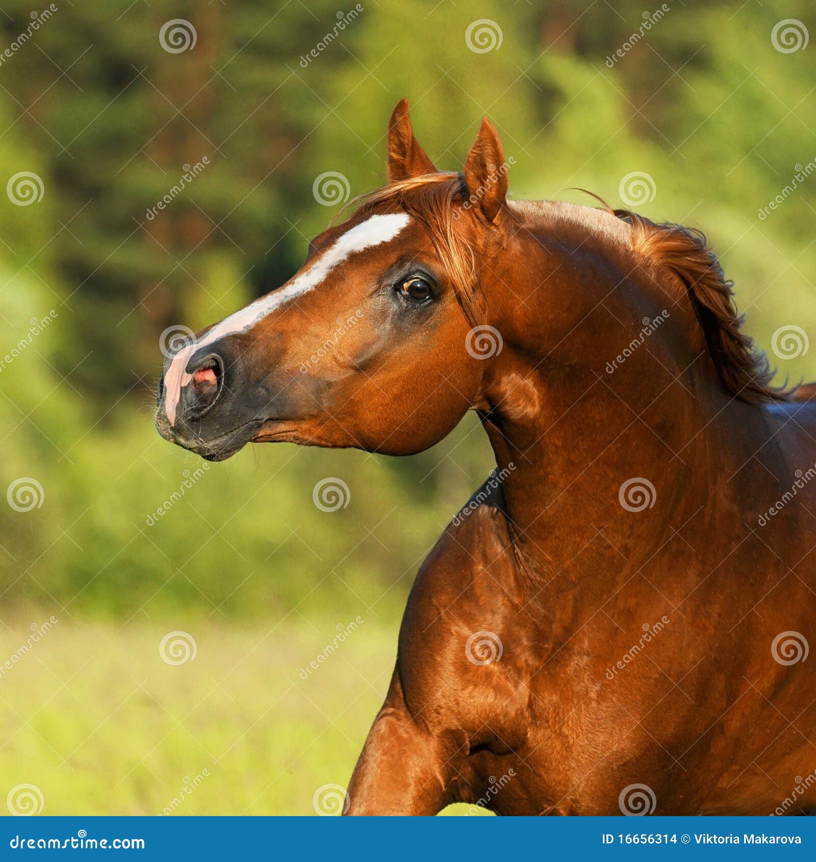 Chestnut arabian horse stock photo. Image of move, mammal - 16656314