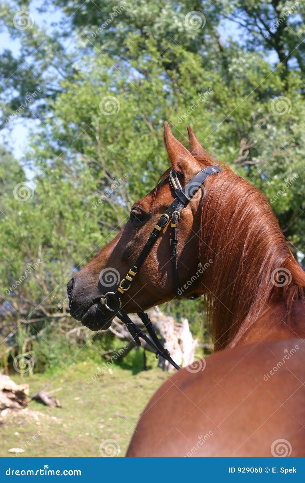 Chestnut Arabian horse stock photo. Image of gelding, orange - 929060