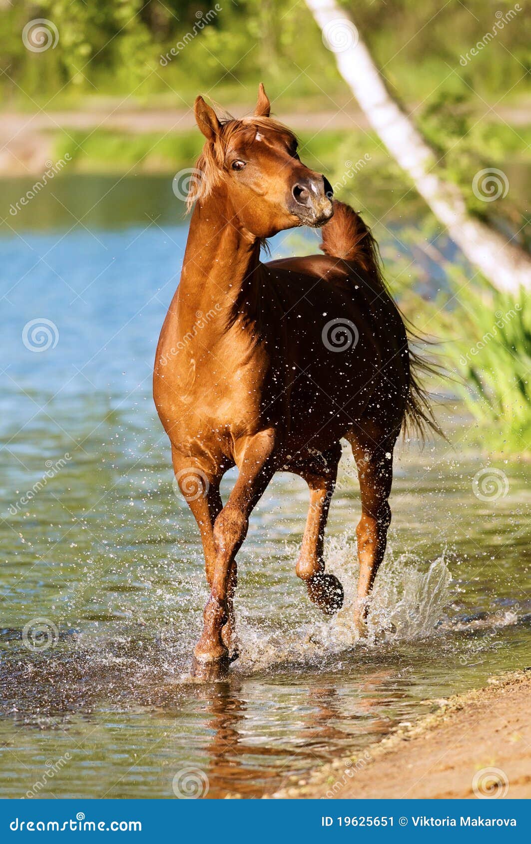 Chestnut Arabian Horse Stallion Runs in Water Stock Image - Image of ...