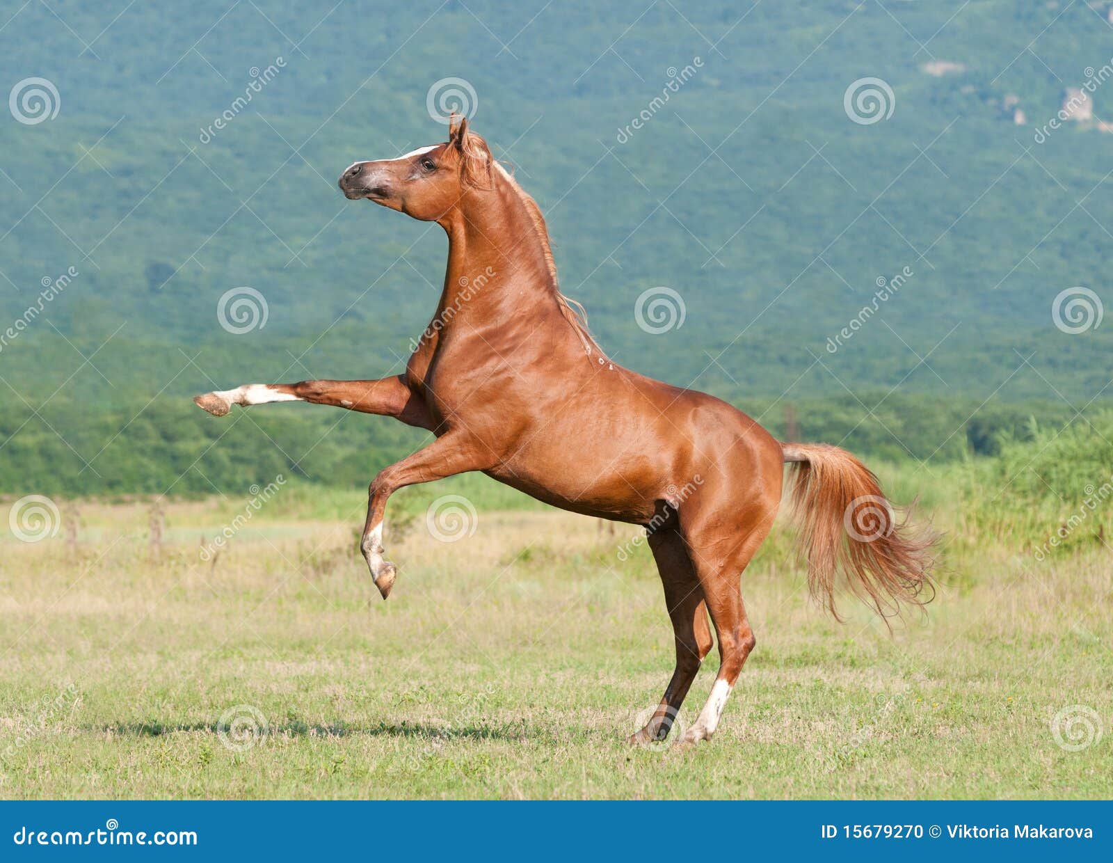 Chestnut Arabian Stallion Rearing Stock Photo - Image of sorrel ...