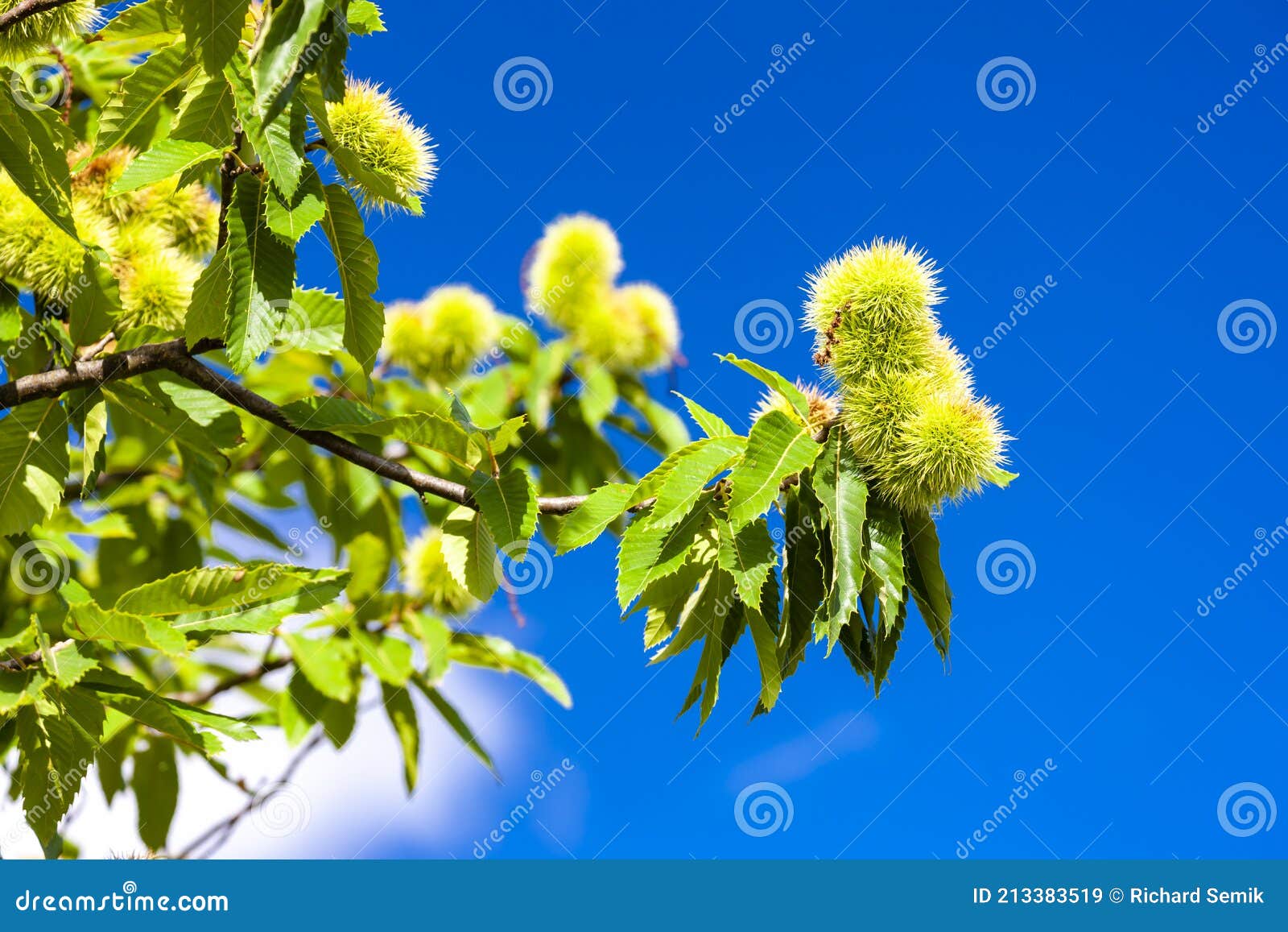 Chestnut in August on the Blue Sky Stock Image - Image of folk ...