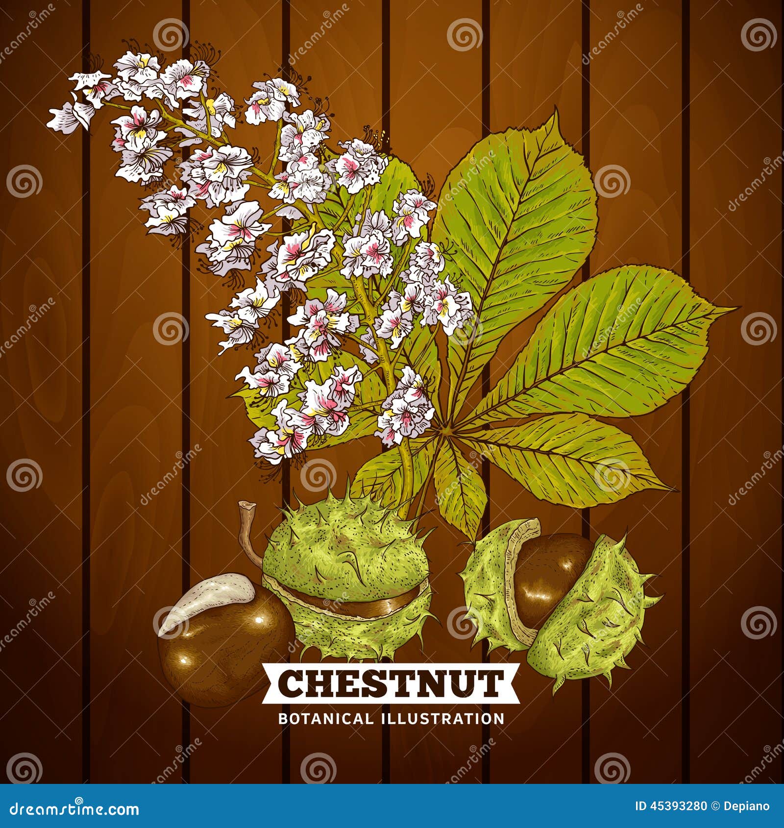 Chestnut Autumn Botanical Vector Illustration Stock Vector ...