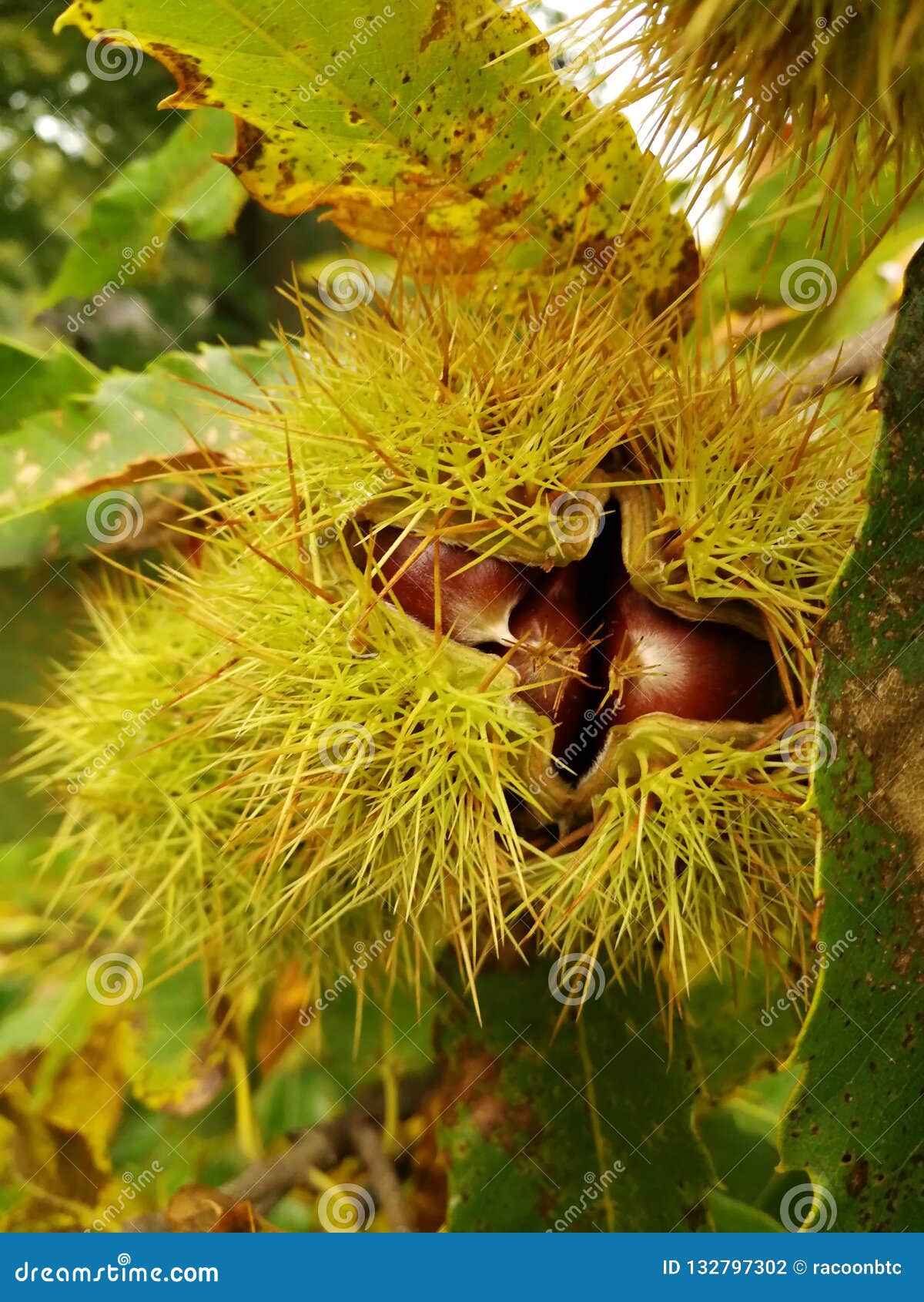 Chestnut in autumn stock photo. Image of ingredient - 132797302