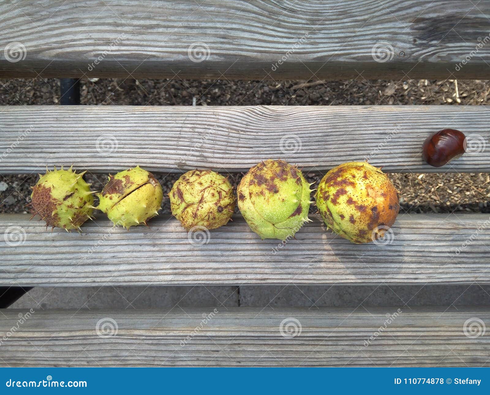 Chestnut autumn evolution stock photo. Image of evolution - 110774878