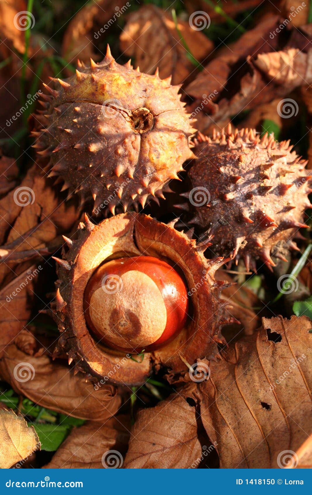 Chestnut autumn fall stock photo. Image of fruit, horse - 1418150