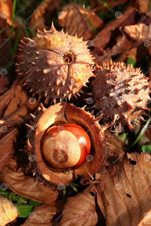 Chestnut autumn fall stock photo. Image of fruit, horse - 1418150