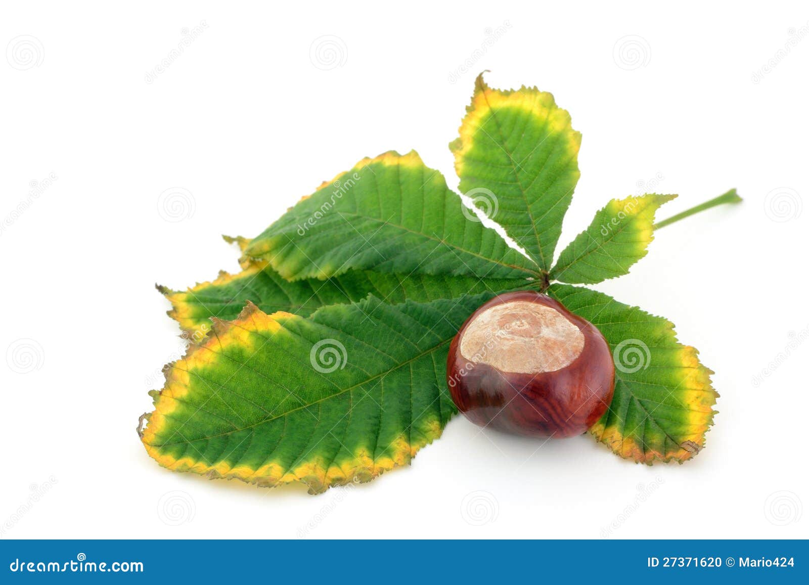 Chestnut and autumn leaf stock photo. Image of botany - 27371620