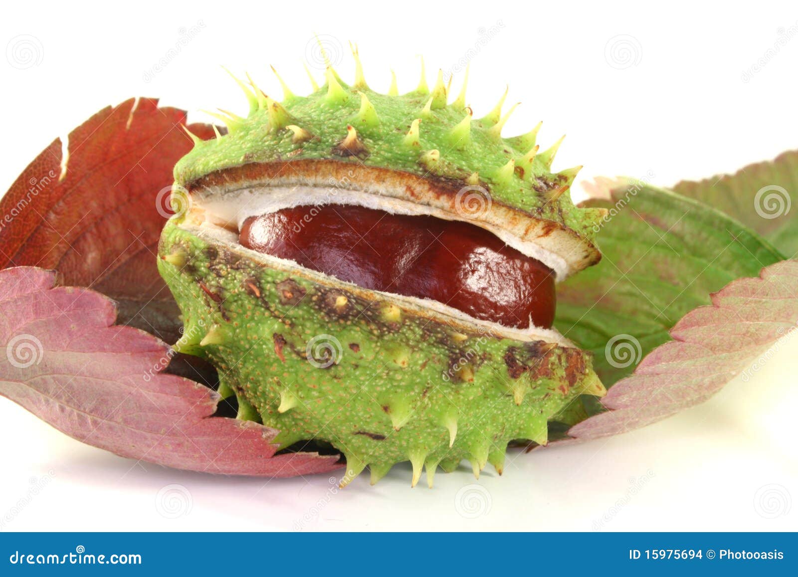 Chestnut on autumn leaves stock photo. Image of leaf - 15975694