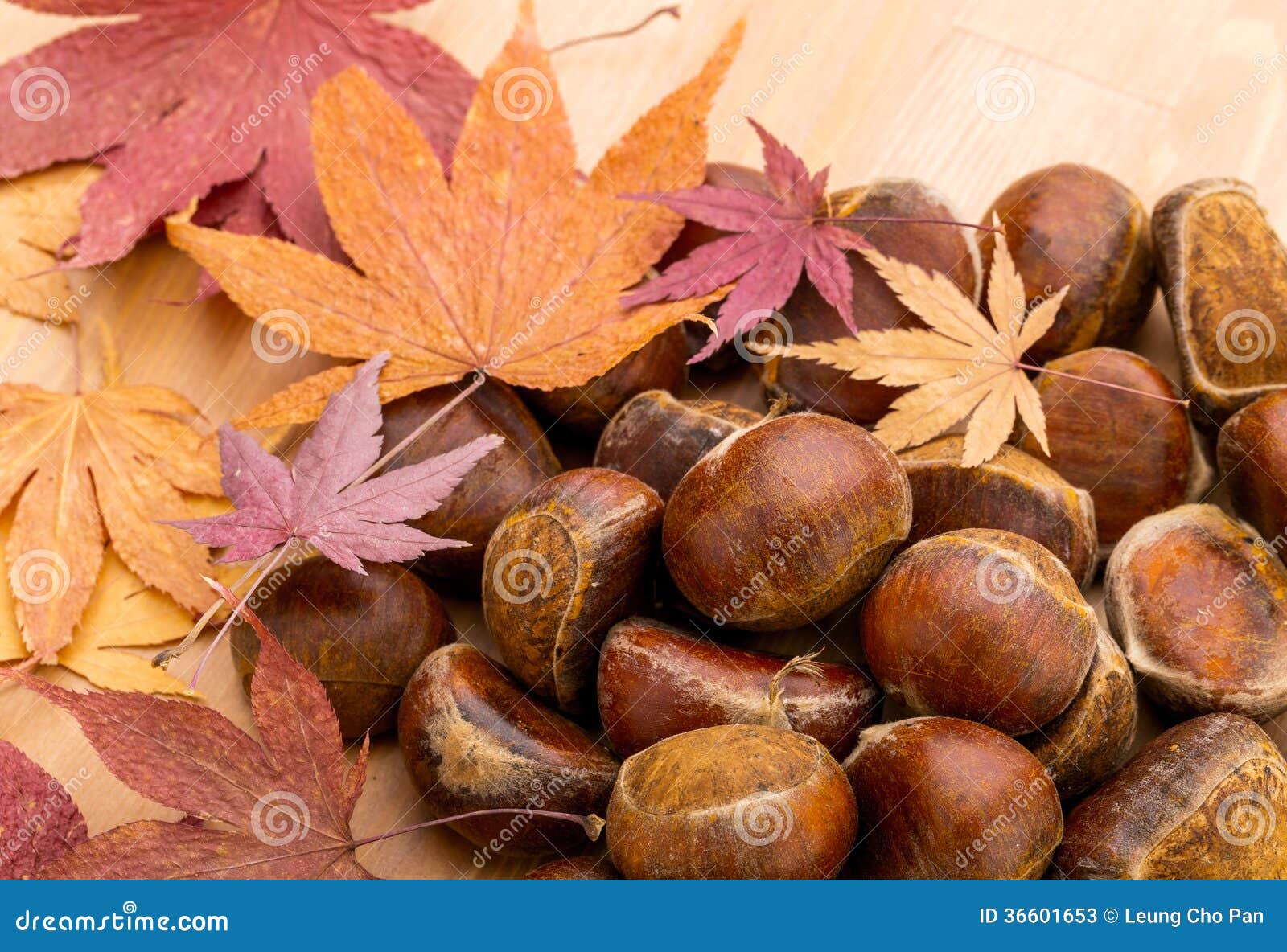 Chestnut and autumn maple stock image. Image of group - 36601653