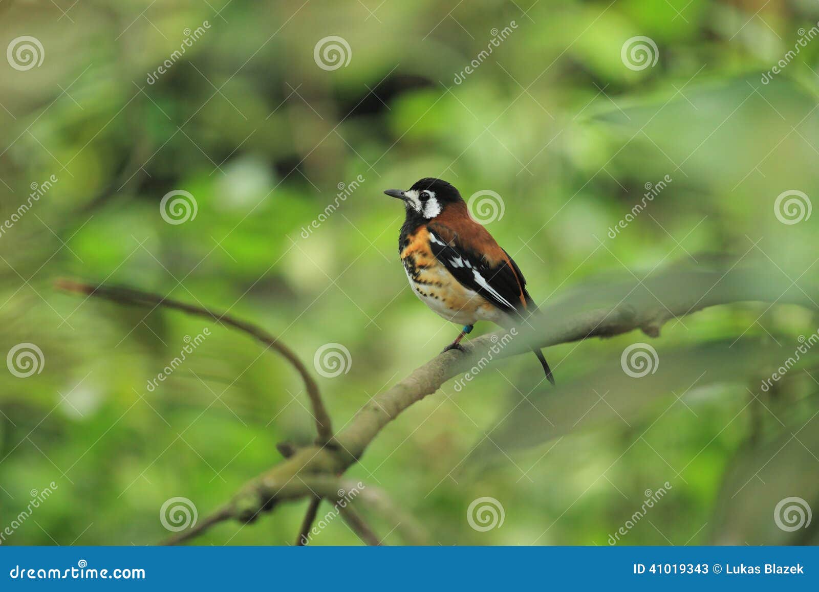 Chestnut-back thrush stock image. Image of adult, ground - 41019343
