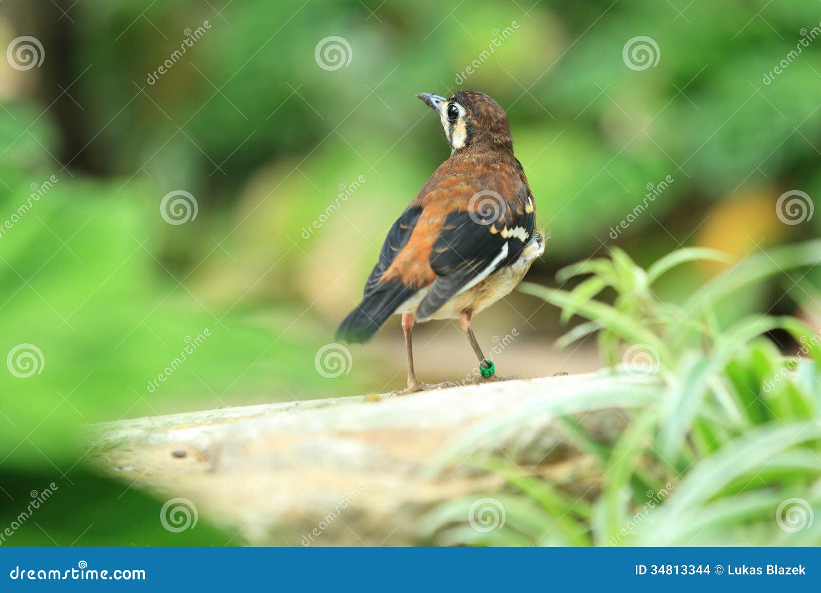 Chestnut-back thrush stock photo. Image of thrush, rock - 34813344