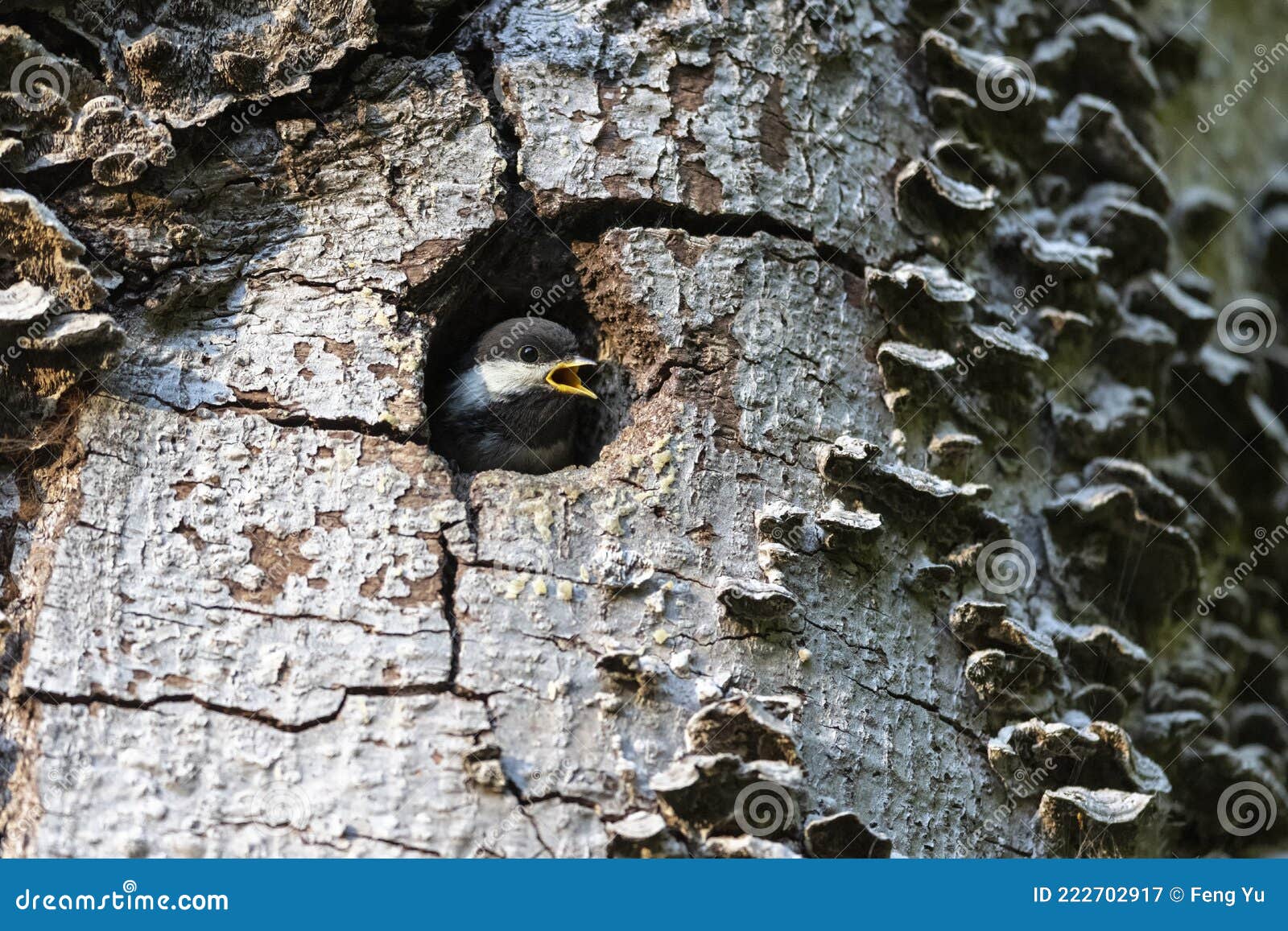 Chestnut Backed Chickadee Chick Stock Image - Image of bird, animal ...
