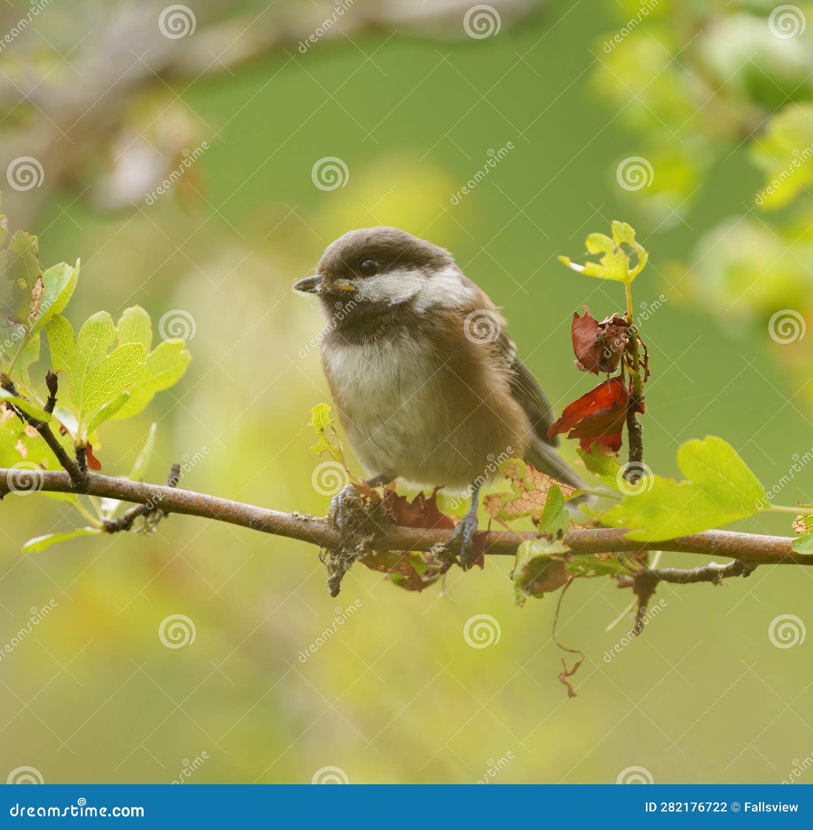 Chestnut-backed Chickadee Feeding in Woods Stock Photo - Image of humid ...