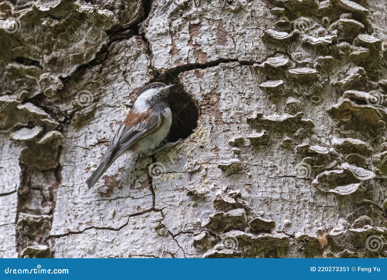 Chestnut backed Chickadee stock image. Image of chestnut - 220273351
