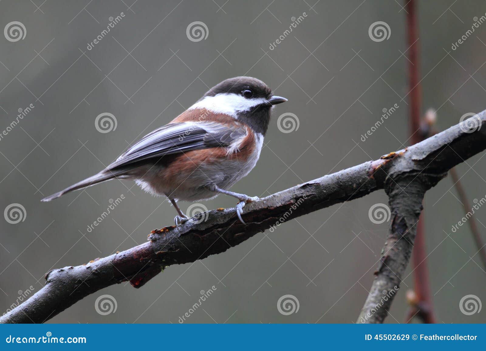 Chestnut-backed Chickadee stock image. Image of north - 45502629